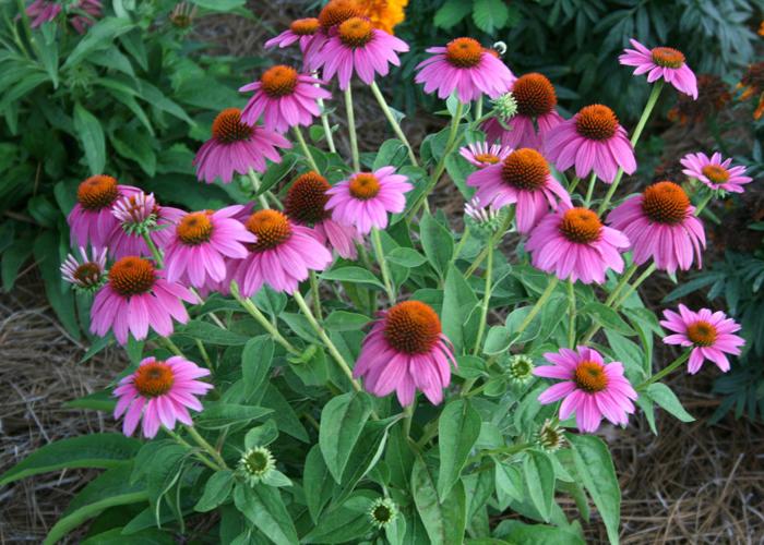 There are many good reasons to use native plants in your landscape ...