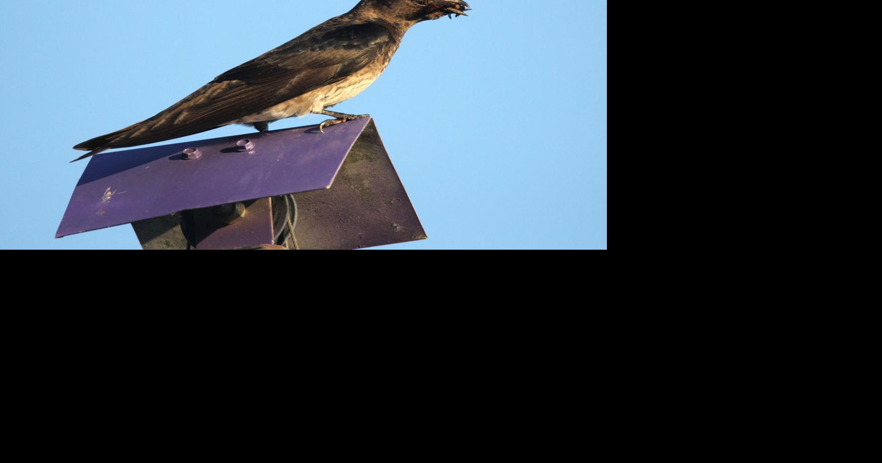 Purple martin colony finds home in Jefferson County | Outdoors ...