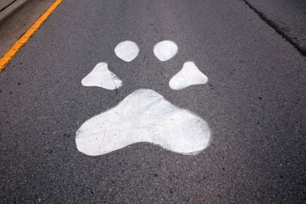 Paw prints in Carbondale get a makeover | Carbondale | thesouthern.com