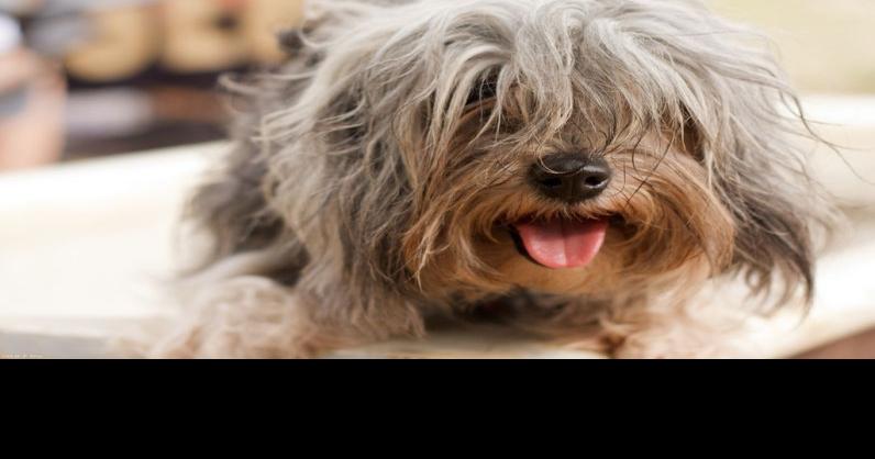 What are the least popular dog breeds? | Pets | thesouthern.com