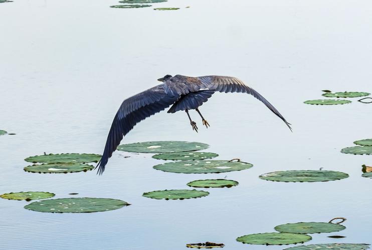 The Southern Exposure: Mermet Lake Conservation Area | | thesouthern.com