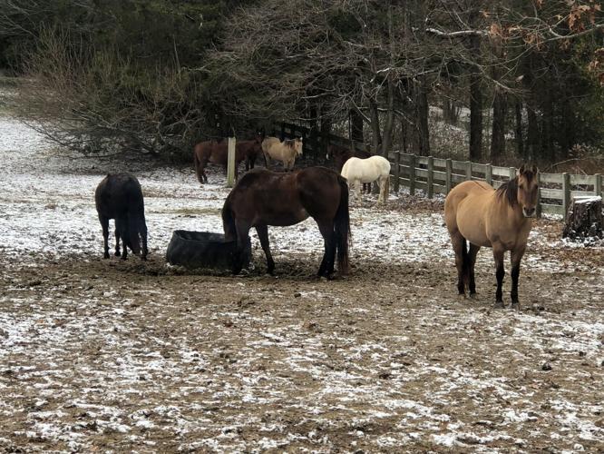 Giant City Stables expands with new therapeutic arena | Latest ...