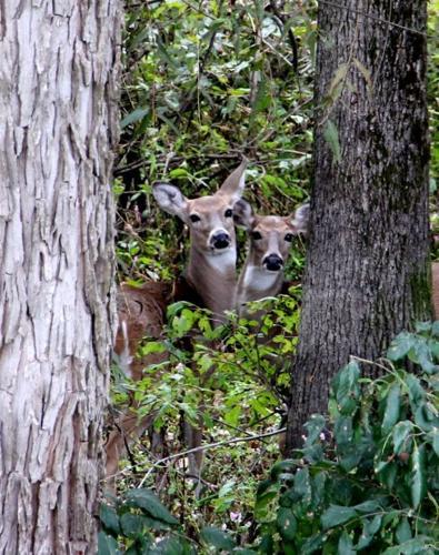 Changes made for upcoming deer season | Local News | thesouthern.com