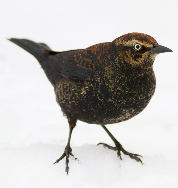 Rusty blackbirds disappearing from landscape | Outdoors, Wildlife ...