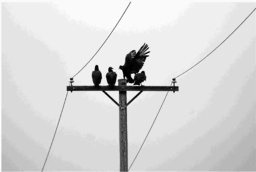 POWERLINE PERCH | | thesouthern.com