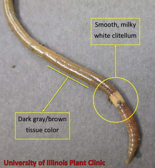 Jumping worm found in Williamson County | Local News | thesouthern.com
