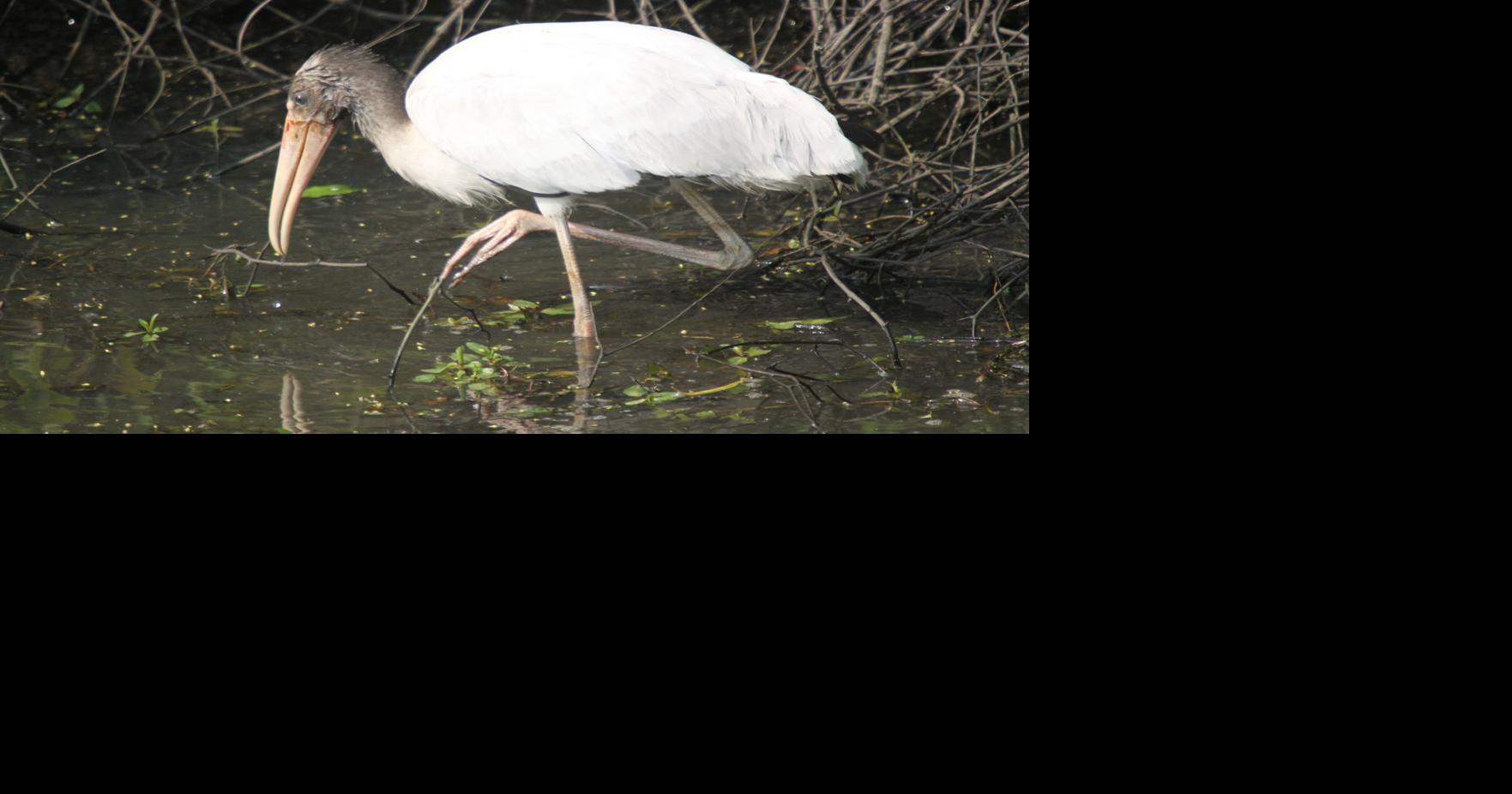 Outdoors | Wood stork spotted at Mermet Lake | Outdoors | thesouthern.com