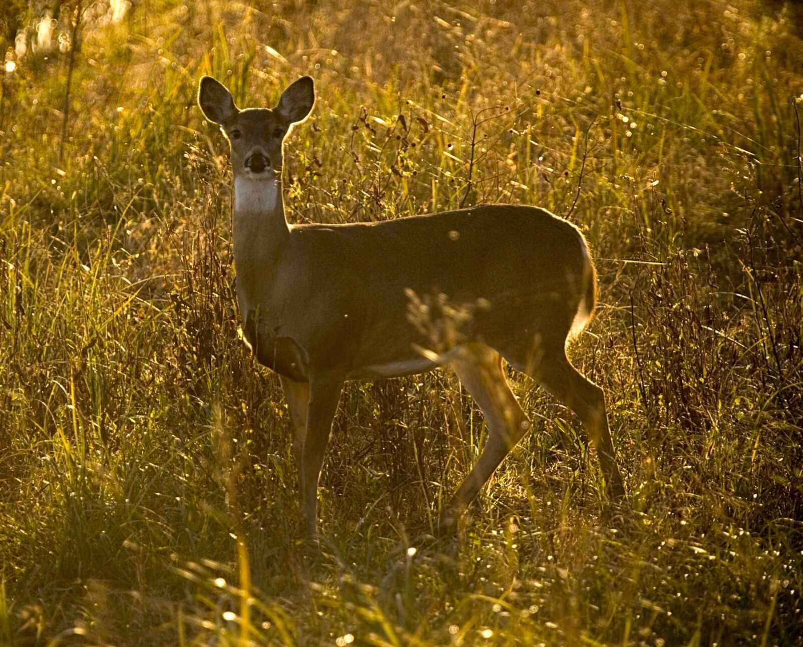 More than 81,000 deer harvested statewide during firearm deer season ...