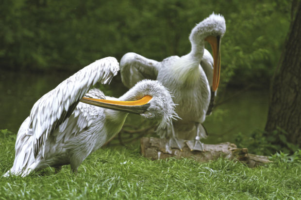 Yes, those are pelicans | Sports | thesouthern.com