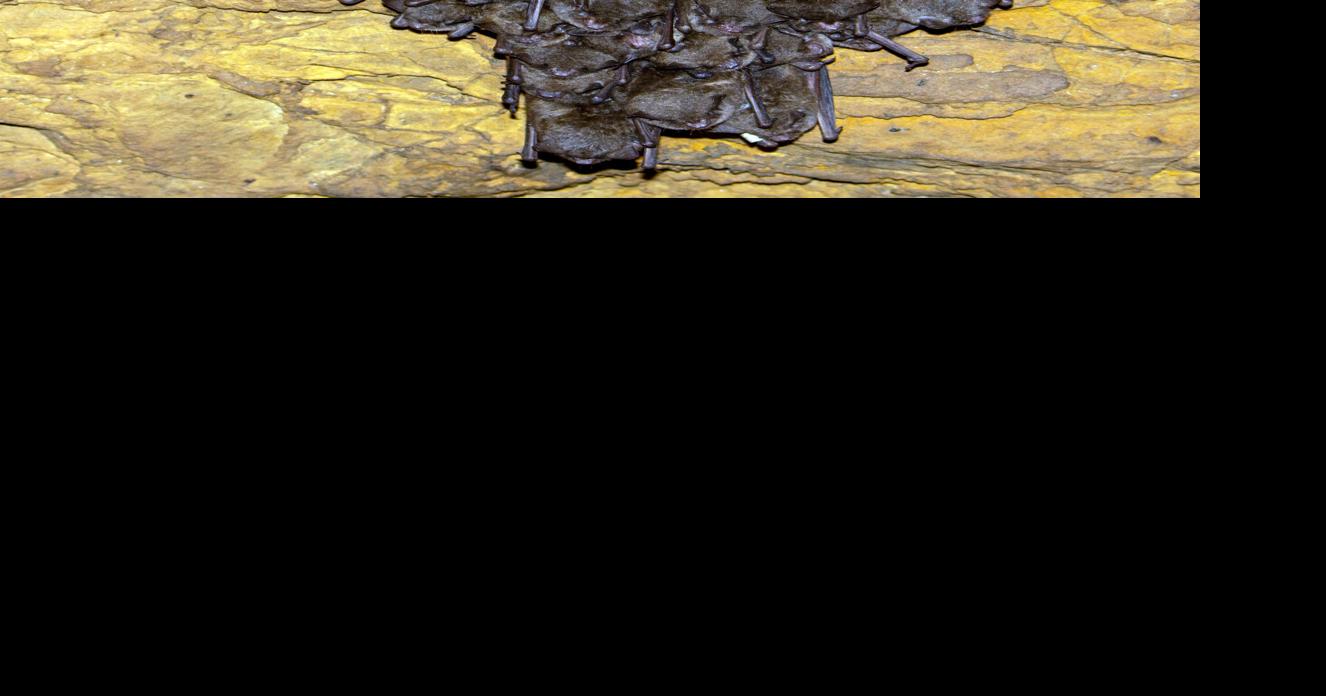 SNF Oldest Bat_PHOTOS | | thesouthern.com