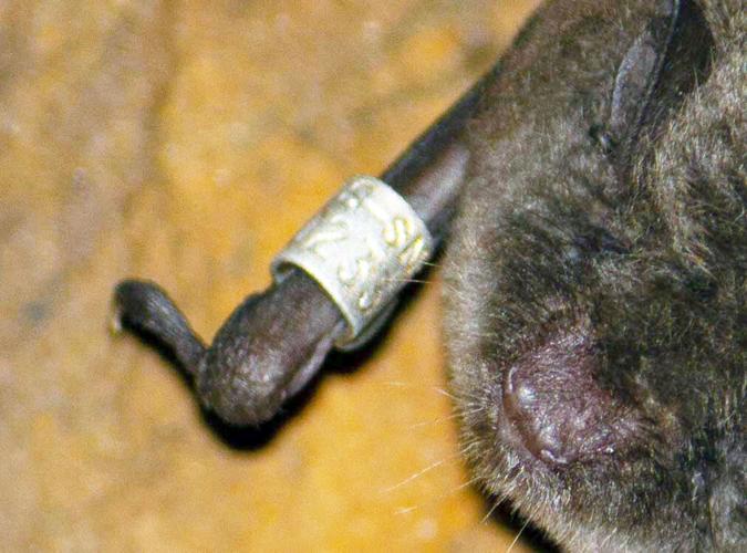 SNF Oldest Bat_PHOTOS | | thesouthern.com