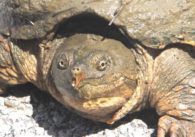 Why does the turtle cross the road? | Sports | thesouthern.com