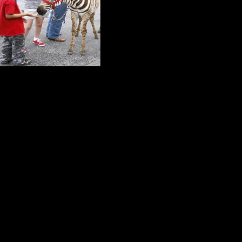 Poodles, a wee donkey and a zebra | Local News | thesouthern.com