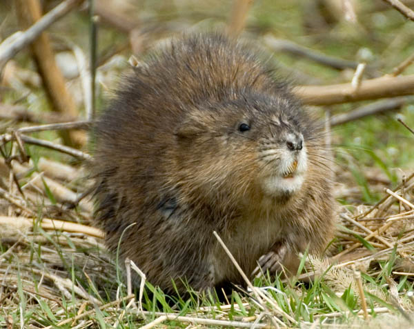 Quinn signs bill to create muskrat trapping season | Local News ...