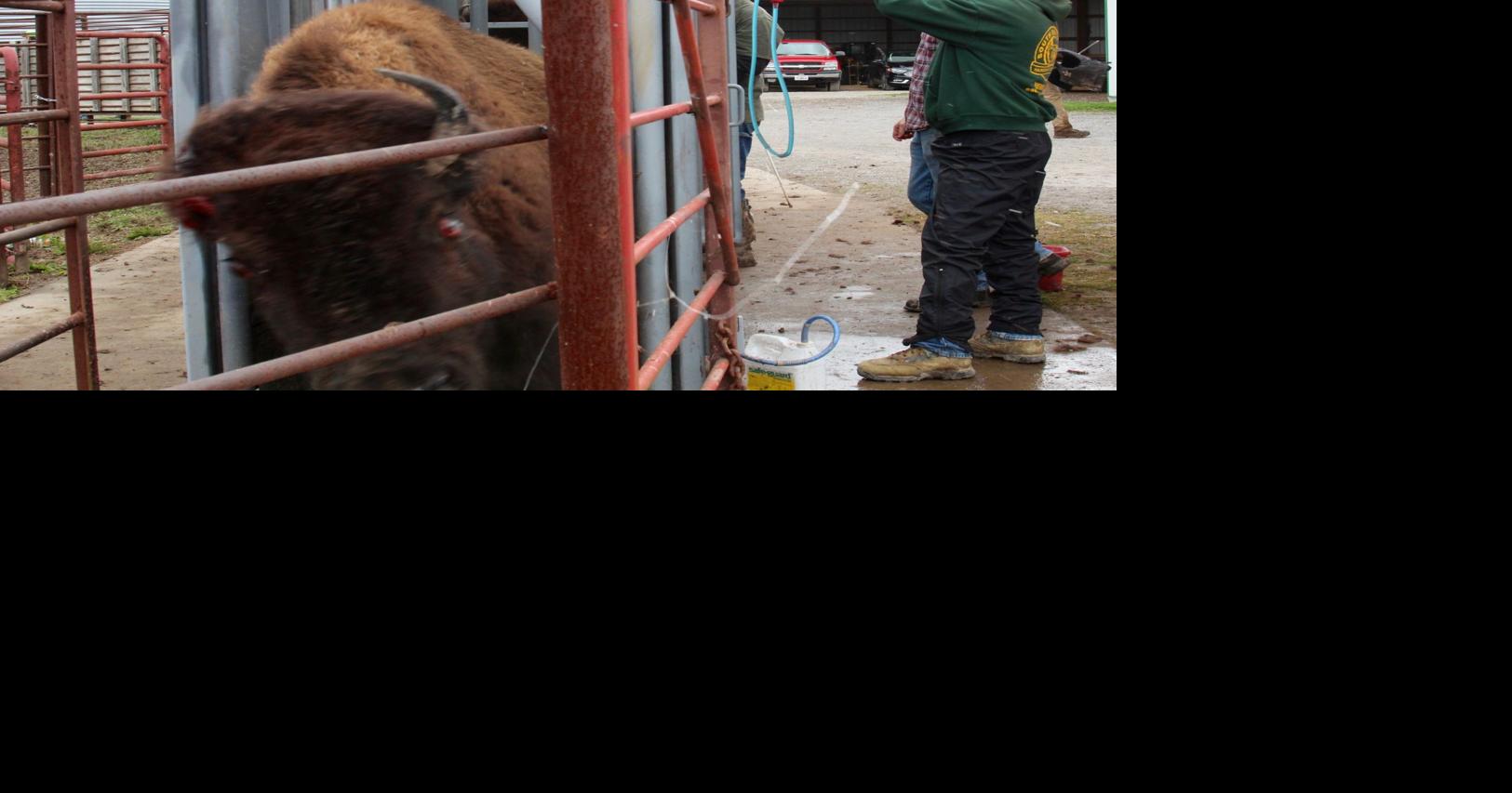 Raging bulls: 'Buffalo Day' gives spectators an up-close look at ...