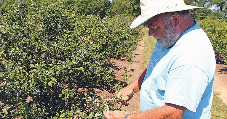 Finicky blueberry worth trouble for Southern Illinois grower ...