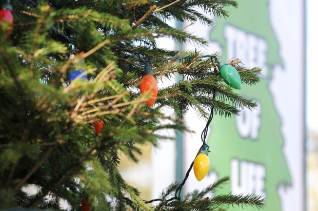 Marshall Browning kicks off Tree of Life fundraiser | Plus Edition ...