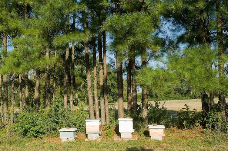 Busy Bees: Hives are good for more than honey | Goodeats | thesouthern.com