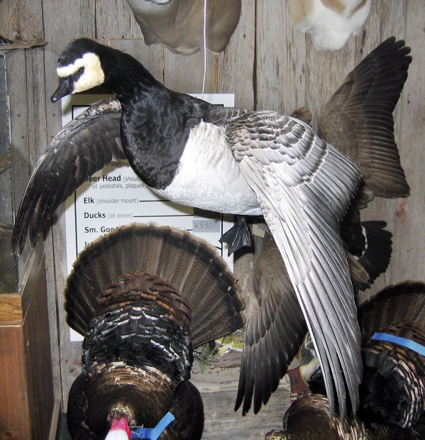 'We knew it was rare ..." | Outdoors, Wildlife & Hunting | thesouthern.com