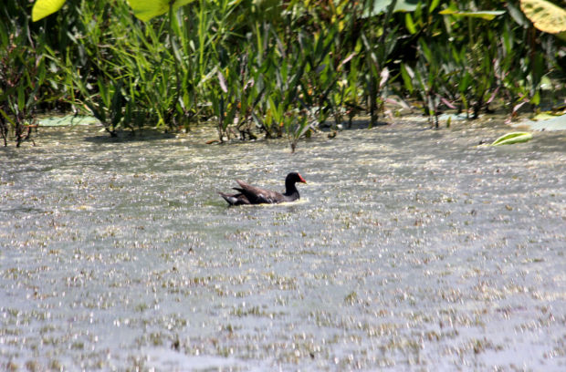 A magical habitat that blooms with features on all sides | Highlights ...