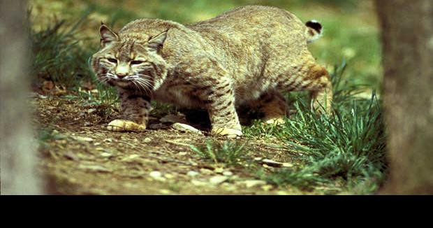 Bobcat hunting measure moving forward