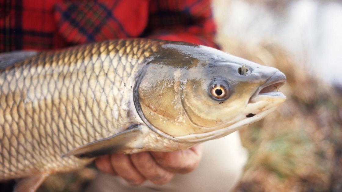 What Is Asian Carp And How Is It Used Thesouthern what-is-asian-carp-and-how-is-it-used-thesouthern