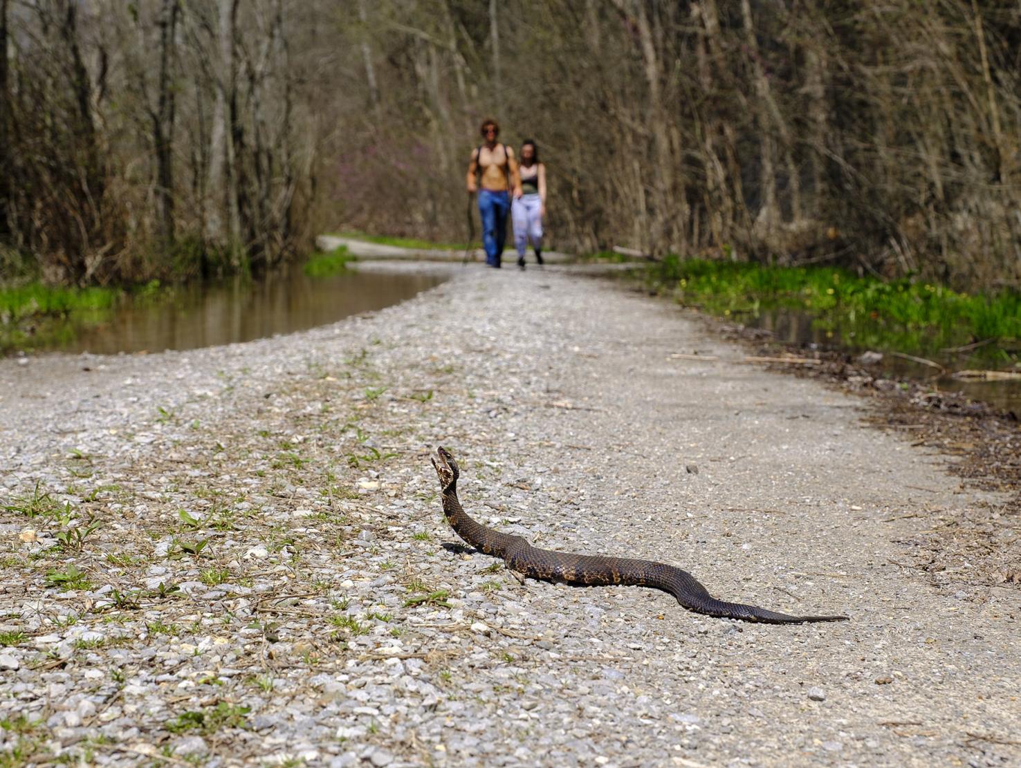 Shawnee National Forest's Snake Road to close Sept. 1 for reptile ...