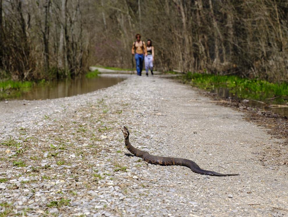 Photo and video: Here's what you'll see if you visit Snake Road during ...