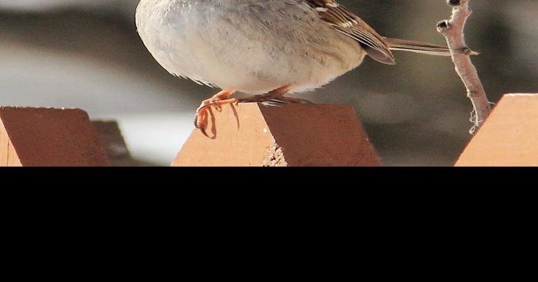 Outdoors: Winter brings new cast of bird characters