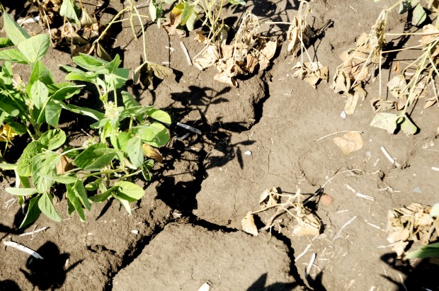 Soybeans next crop victim of drought | Latest Headlines | thesouthern.com