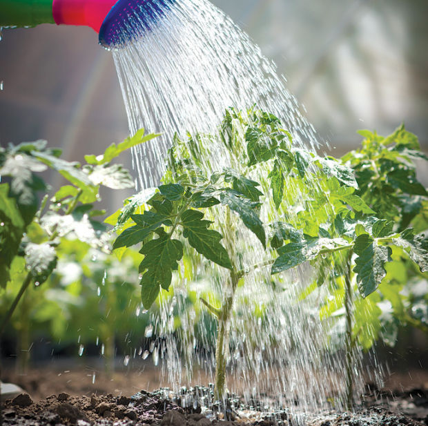 Good watering makes good gardening