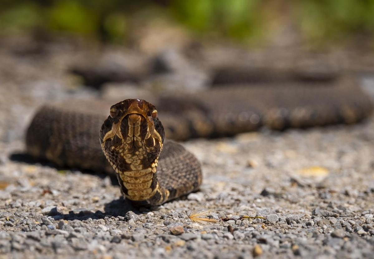 Snake Road to close for fall migration | | thesouthern.com