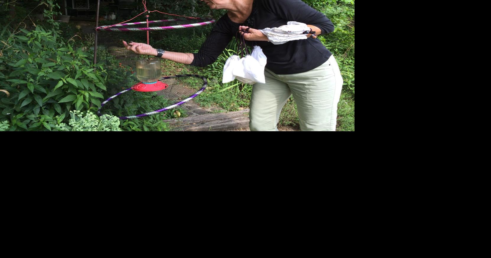 Bird banders help track hummingbirds | Environment | thesouthern.com