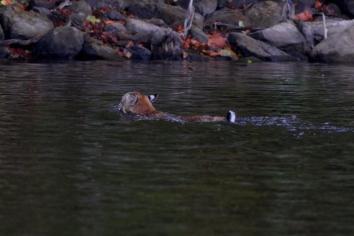 Close encounters of the bobcat kind: Bobcat seen swimming in Cedar Lake | Local News ...