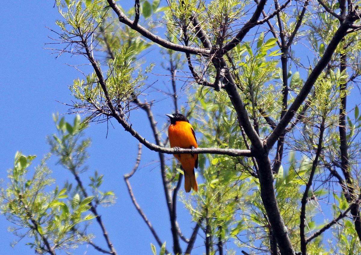 Photos: Spring in Southern Illinois | Photo Galleries | thesouthern.com