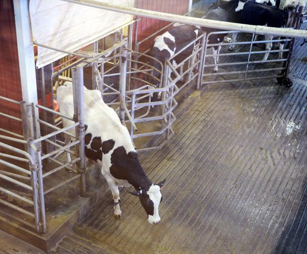 Digital Dairy: Farm goes high-tech amidst dwindling numbers in state ...