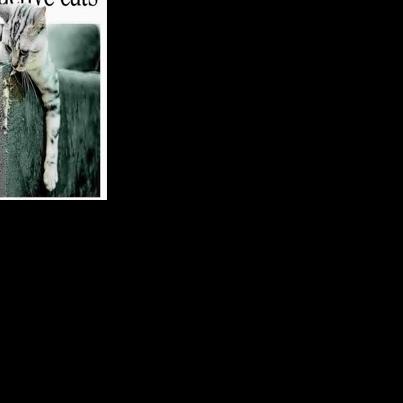 How to 'train' destructive cats