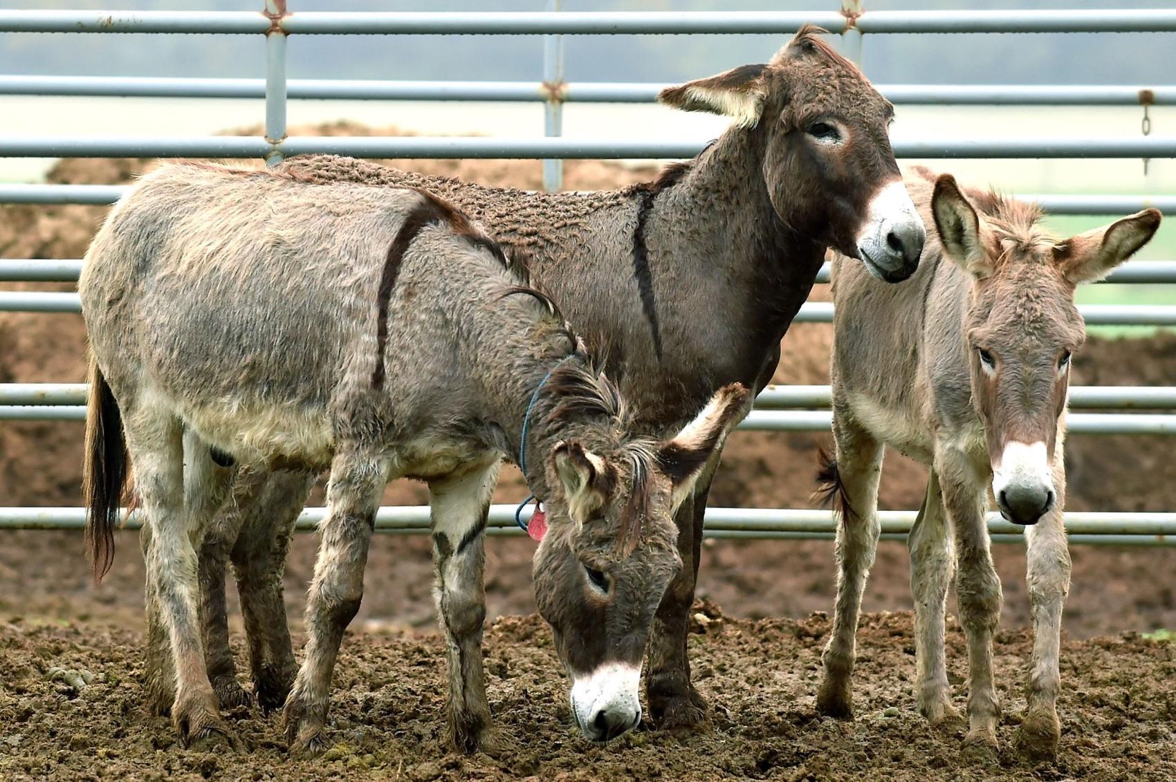 Photos: Horse and Burro Adoption | | thesouthern.com