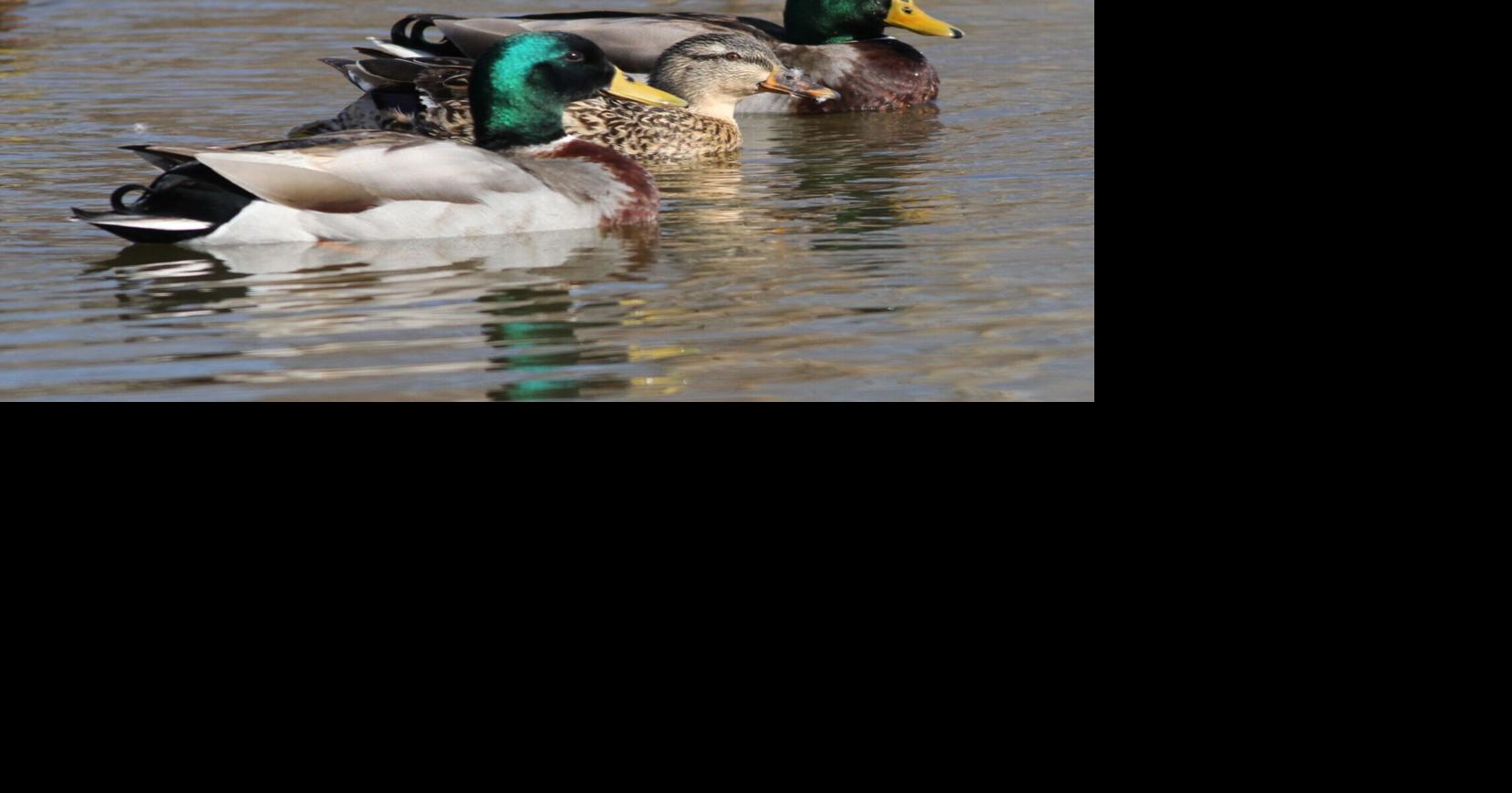 Outdoors | Ducks 'duck' hunters at Southern Illinois sites | Outdoors ...