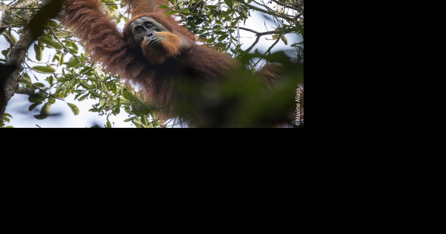 SIU student helps identify new ape species | SIU | thesouthern.com