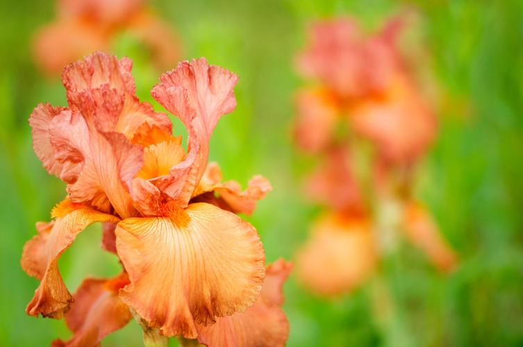 There are many good reasons to use native plants in your landscape ...