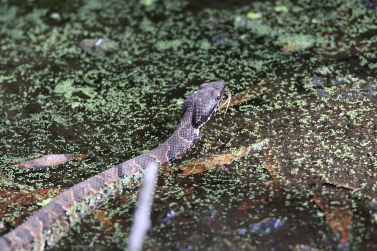 Outdoors | Sights on Snake Road | Outdoors | thesouthern.com