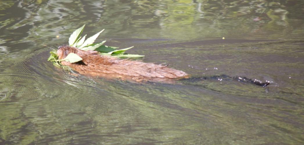 Outdoors | Southern Illinois summer scenes and animal sightings ...
