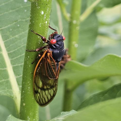 Audubon Society to celebrate Insect Awareness & Appreciation Day ...