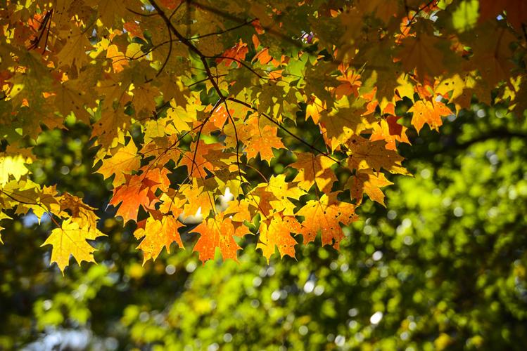 Fall color change is at its peak this week | Local News | thesouthern.com