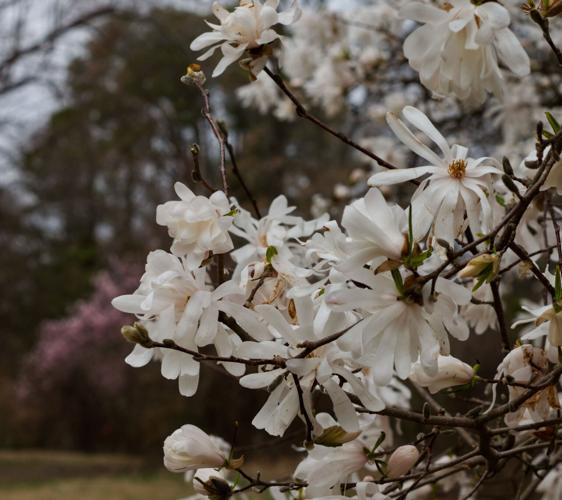 SIU's Knighton trades football gear for police uniform | SIU ...