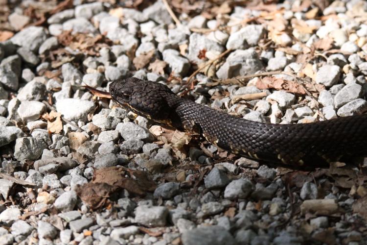 Outdoors | Sights on Snake Road | Outdoors | thesouthern.com