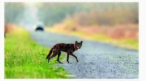 New recovery plan for endangered red wolf | | thesouthern.com