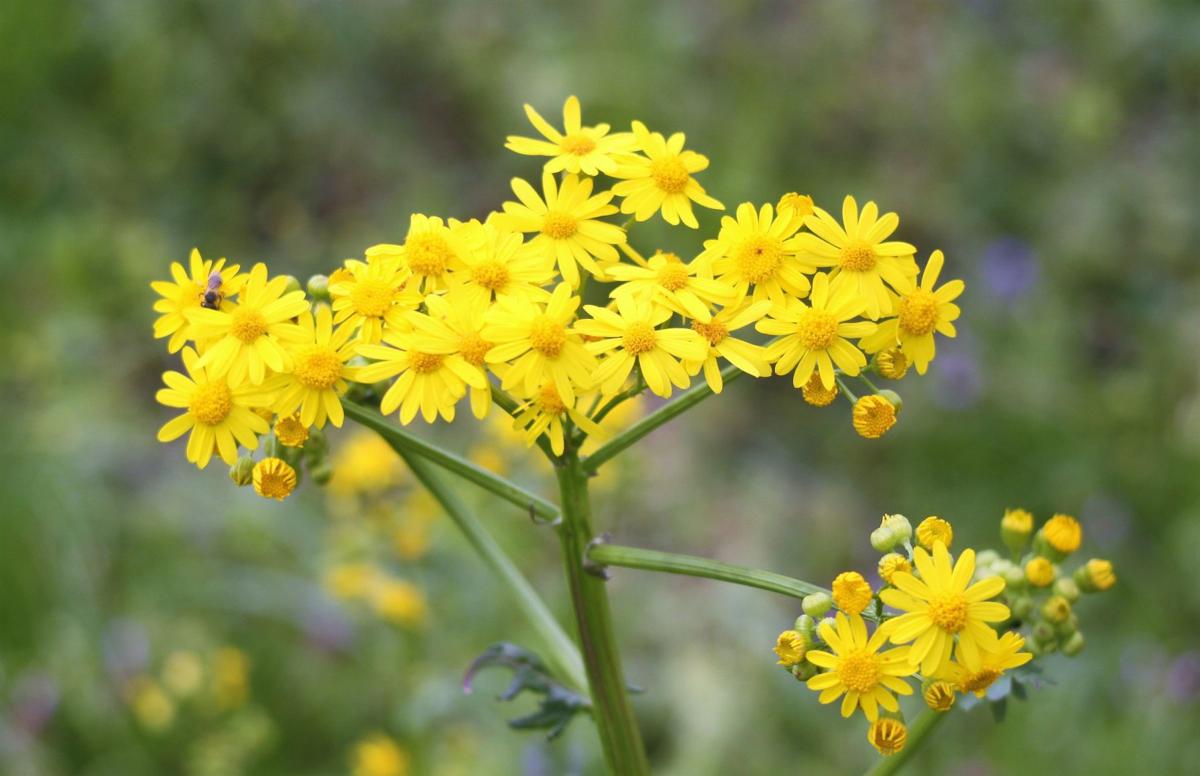 Outdoors | Southern Illinois wildflowers in full bloom | Outdoors ...