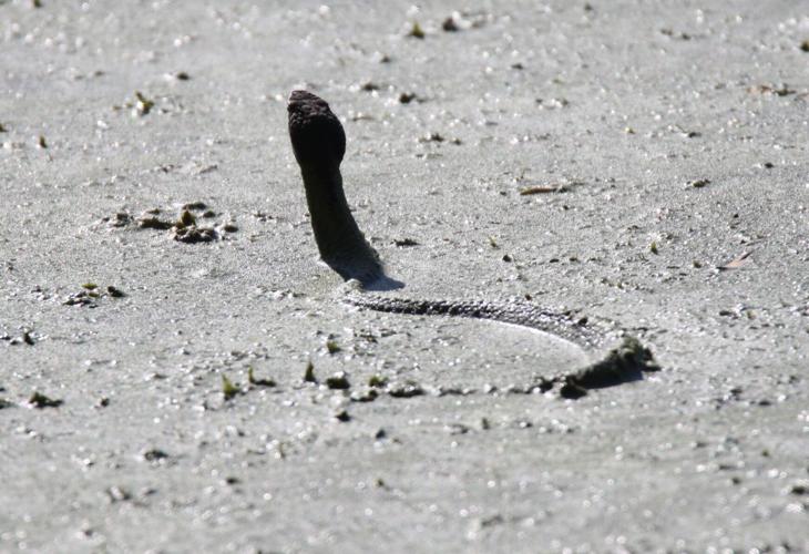 Outdoors | Sights on Snake Road | Outdoors | thesouthern.com